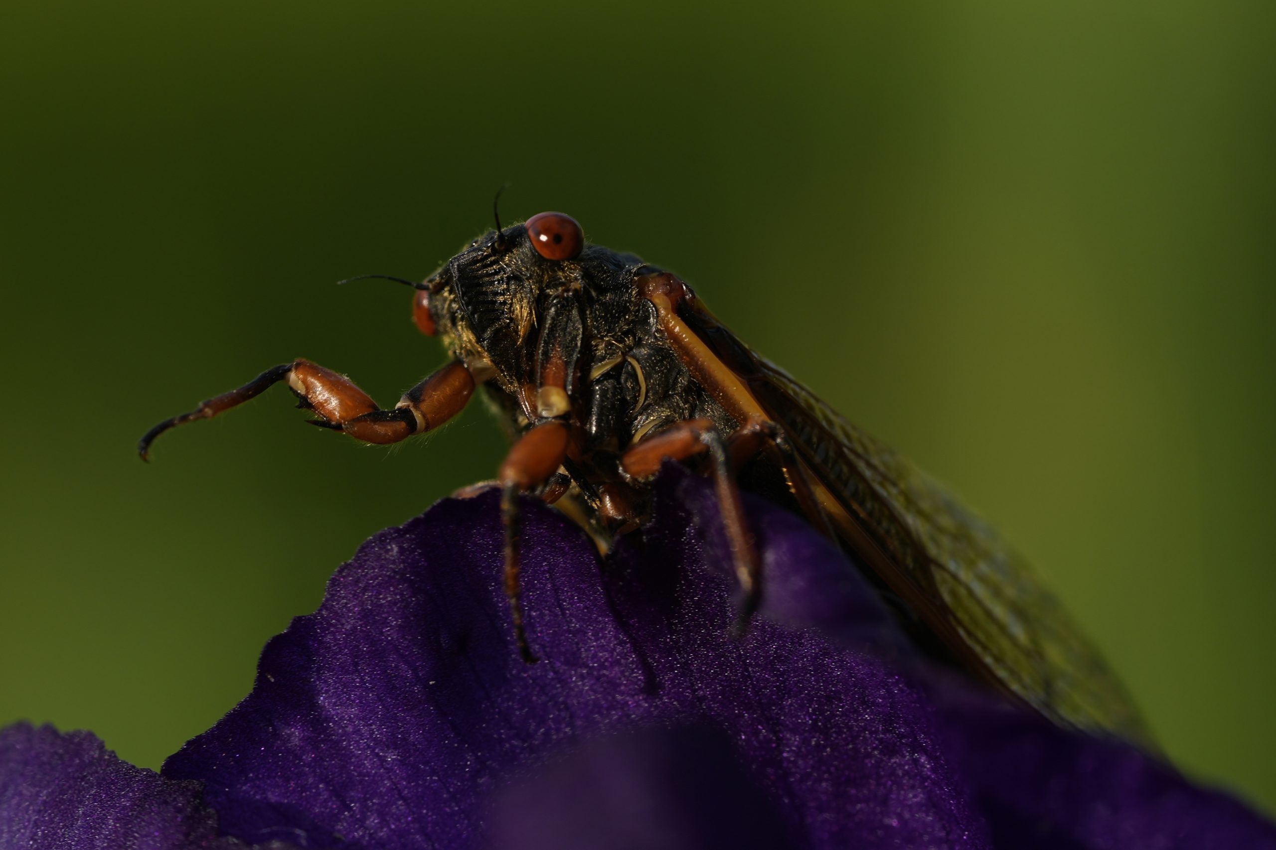 Up close and personal, cicadas display Nature's artwork. Discerning ...