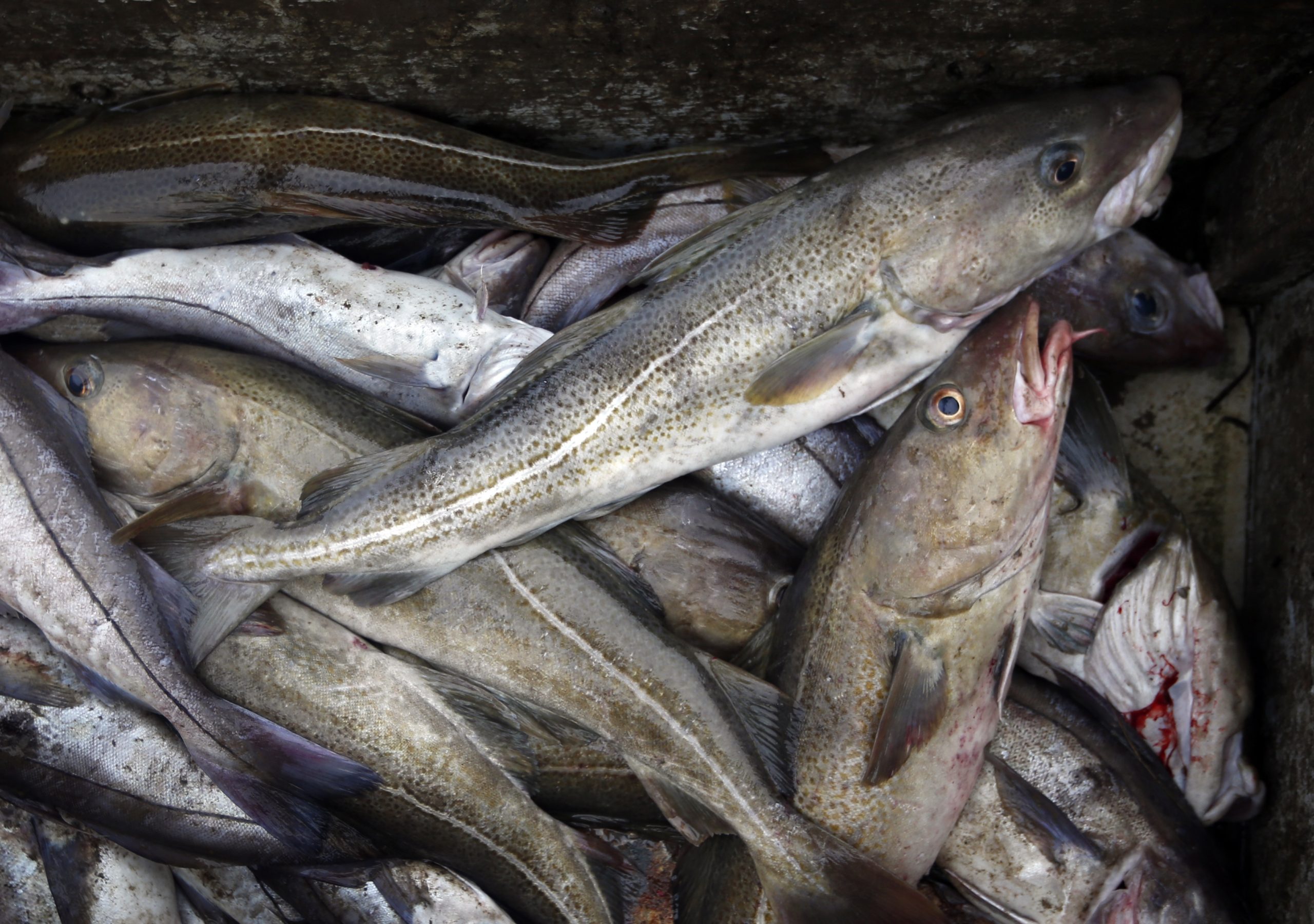 Canada ends cod moratorium in Newfoundland after more than 30 years ...