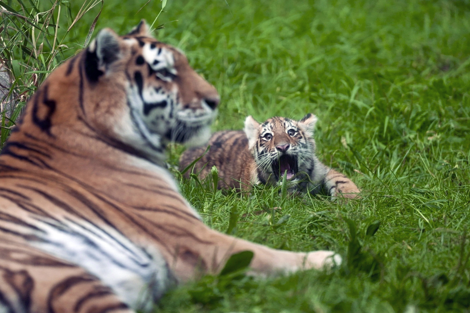 Pair of rare Amur tiger cubs debuting at Minnesota Zoo are raising ...