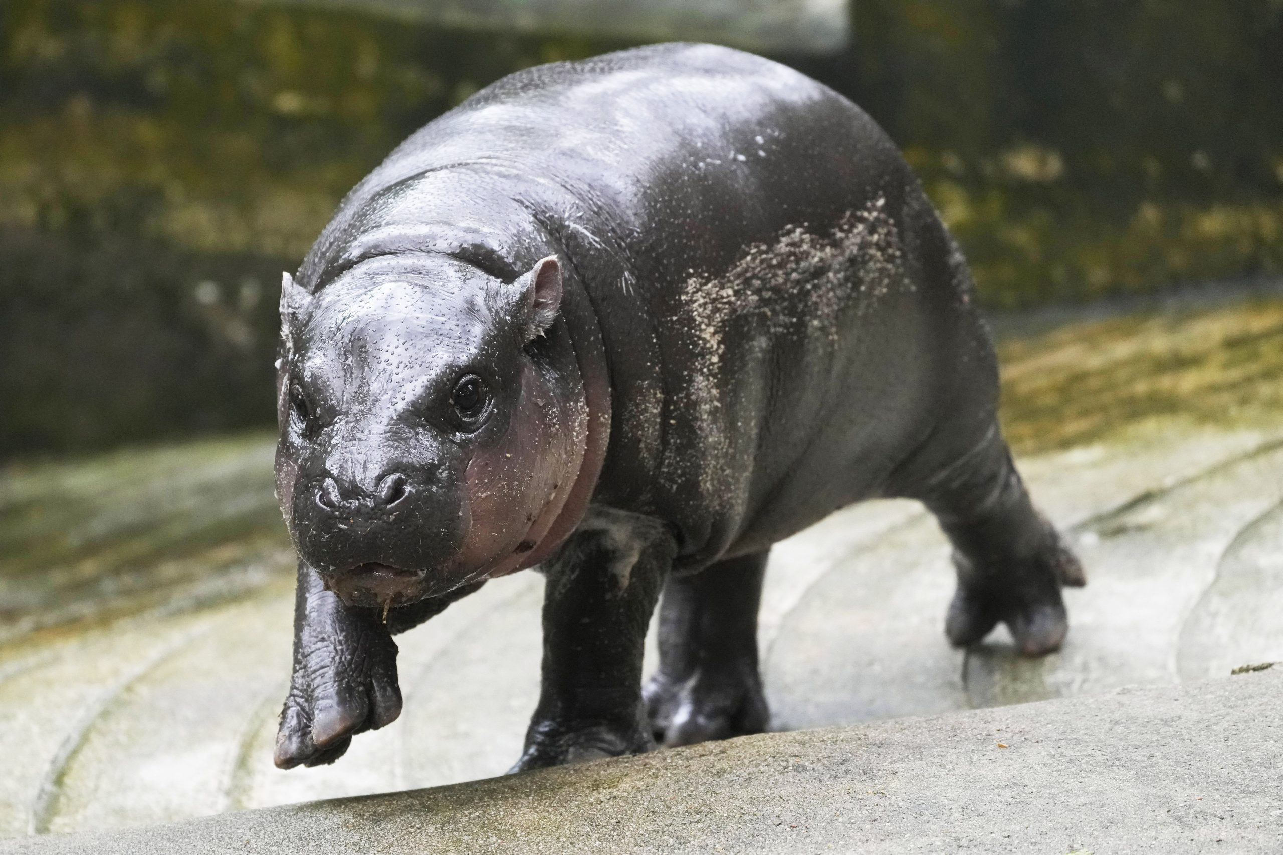 Thailand's adorable pygmy hippo Moo Deng has the kind of face that ...