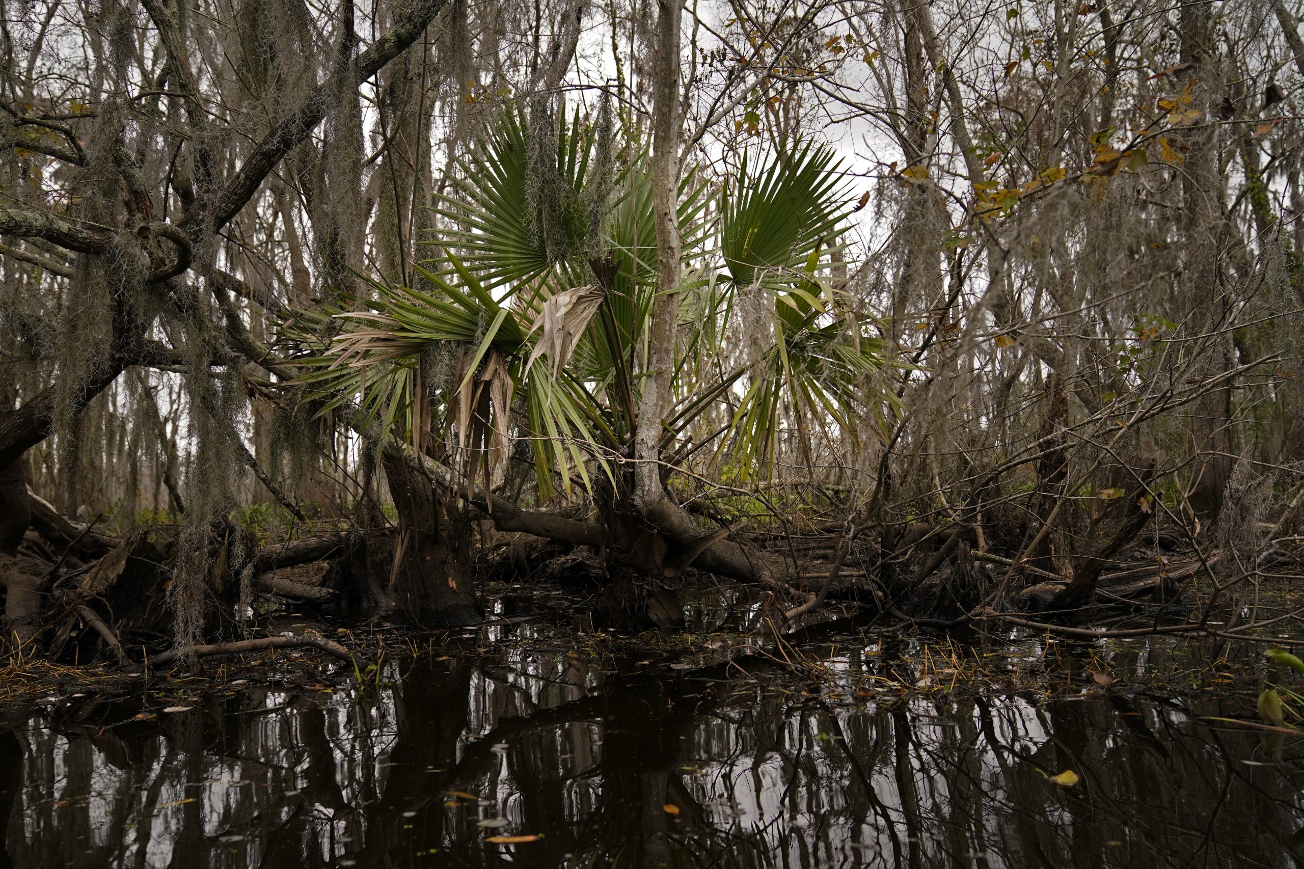 To save a dying swamp, Louisiana aims to restore the Mississippi River's natural flow - SRN News