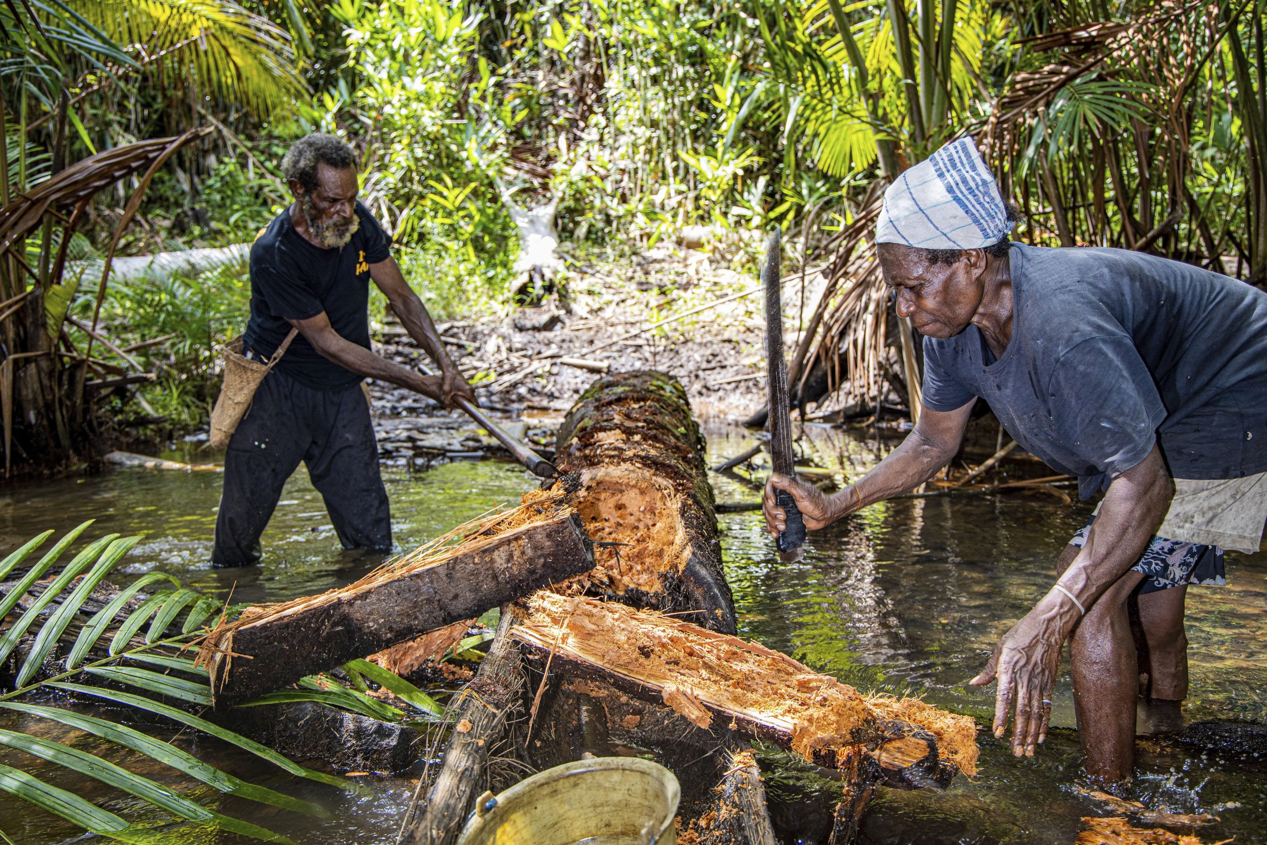 World's largest deforestation project fells forests for bioethanol fuel ...