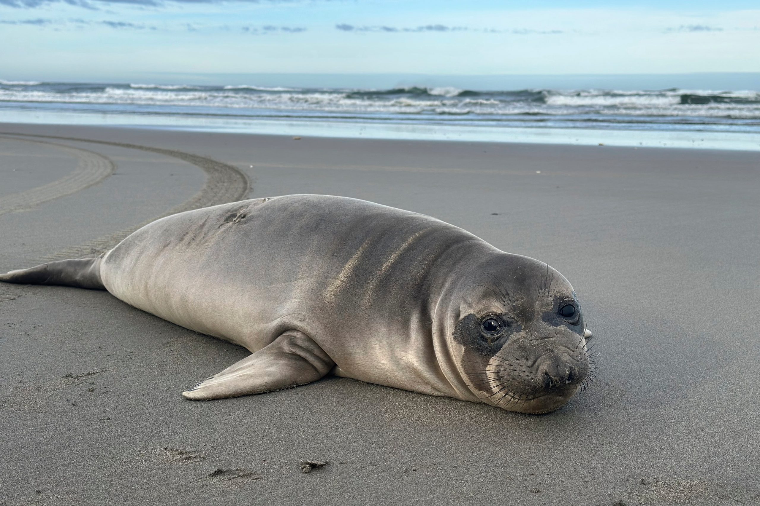 Baby seal stabbed on Oregon coast prompts search for suspect - SRN News