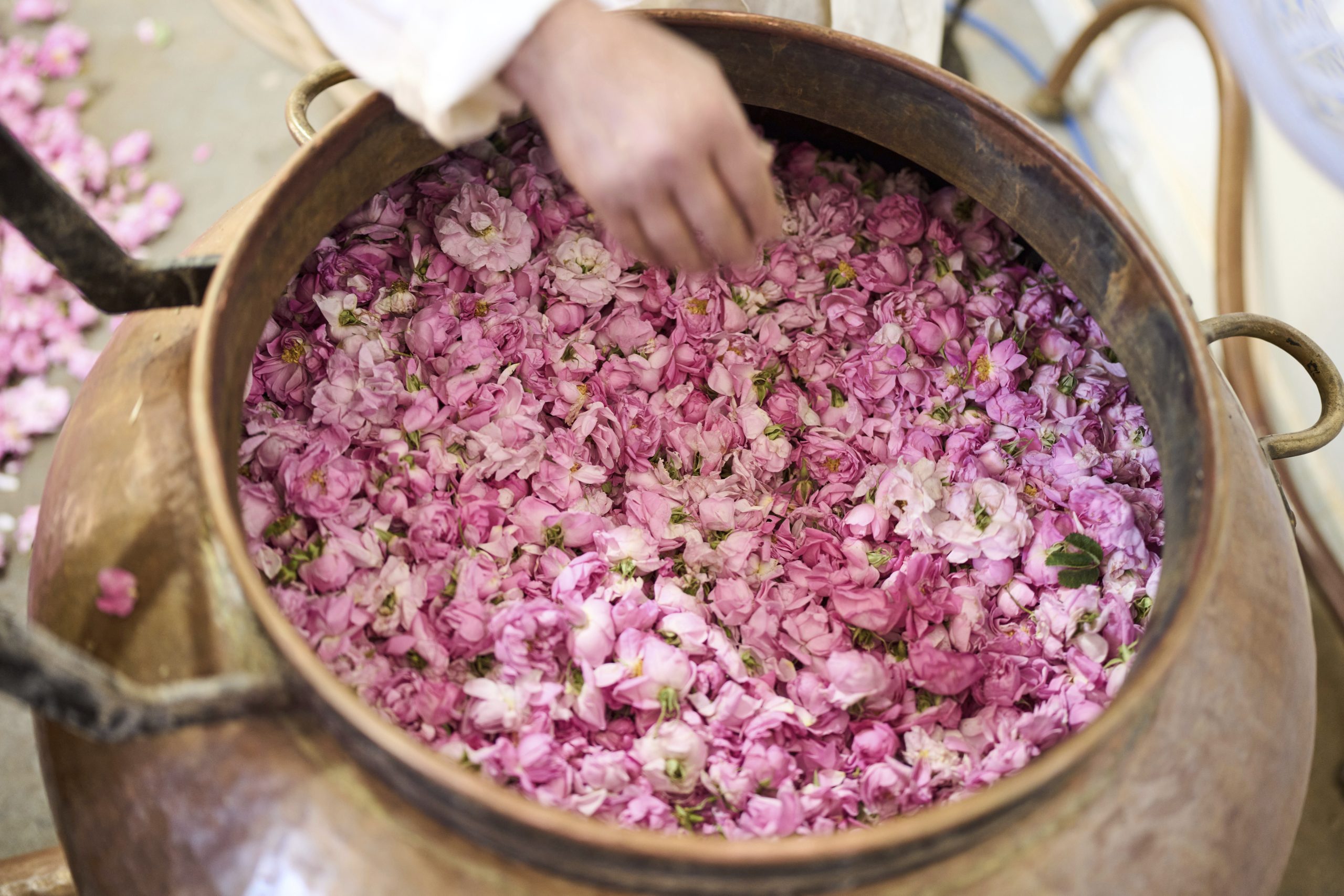 AP PHOTOS: The desert blooms, roses perfume the air and a Moroccan town ...