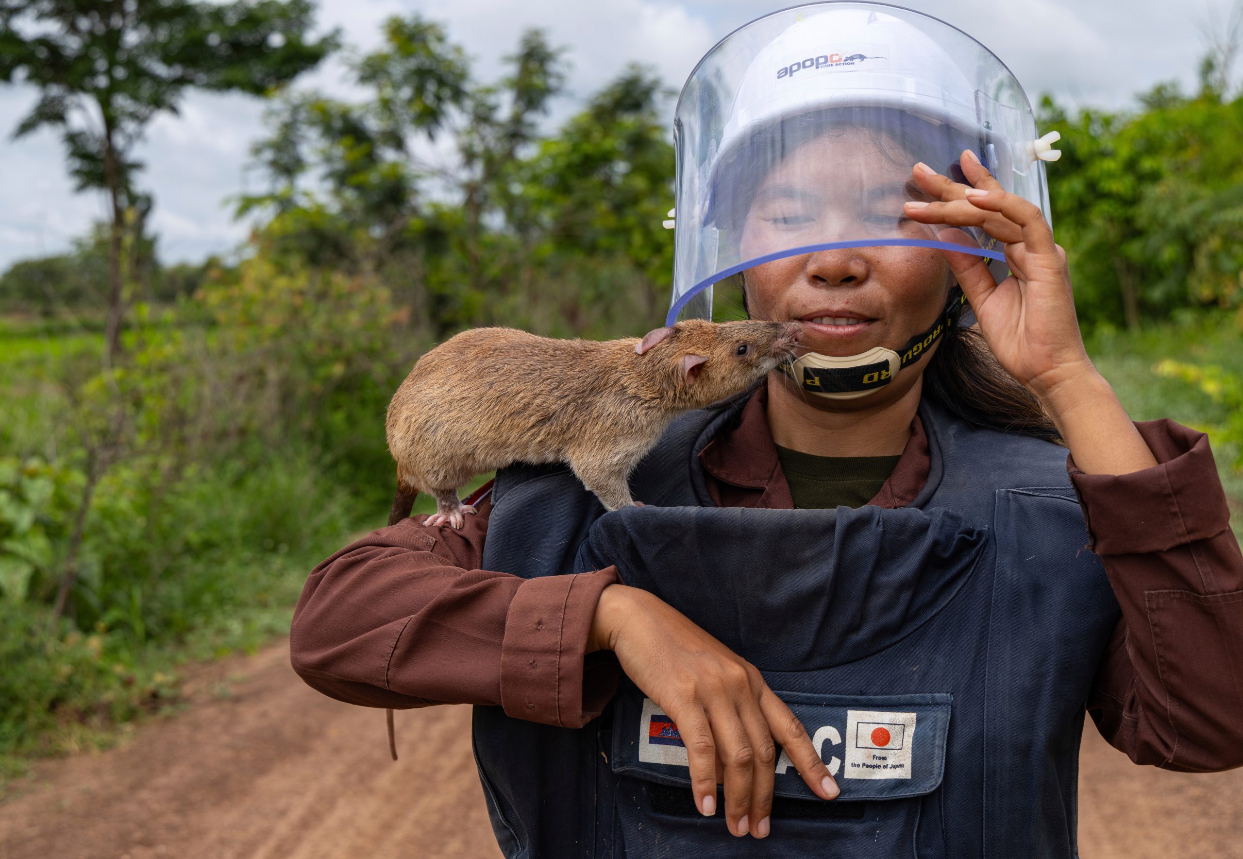 Photos of the giant rats leading land mine detection efforts in ...