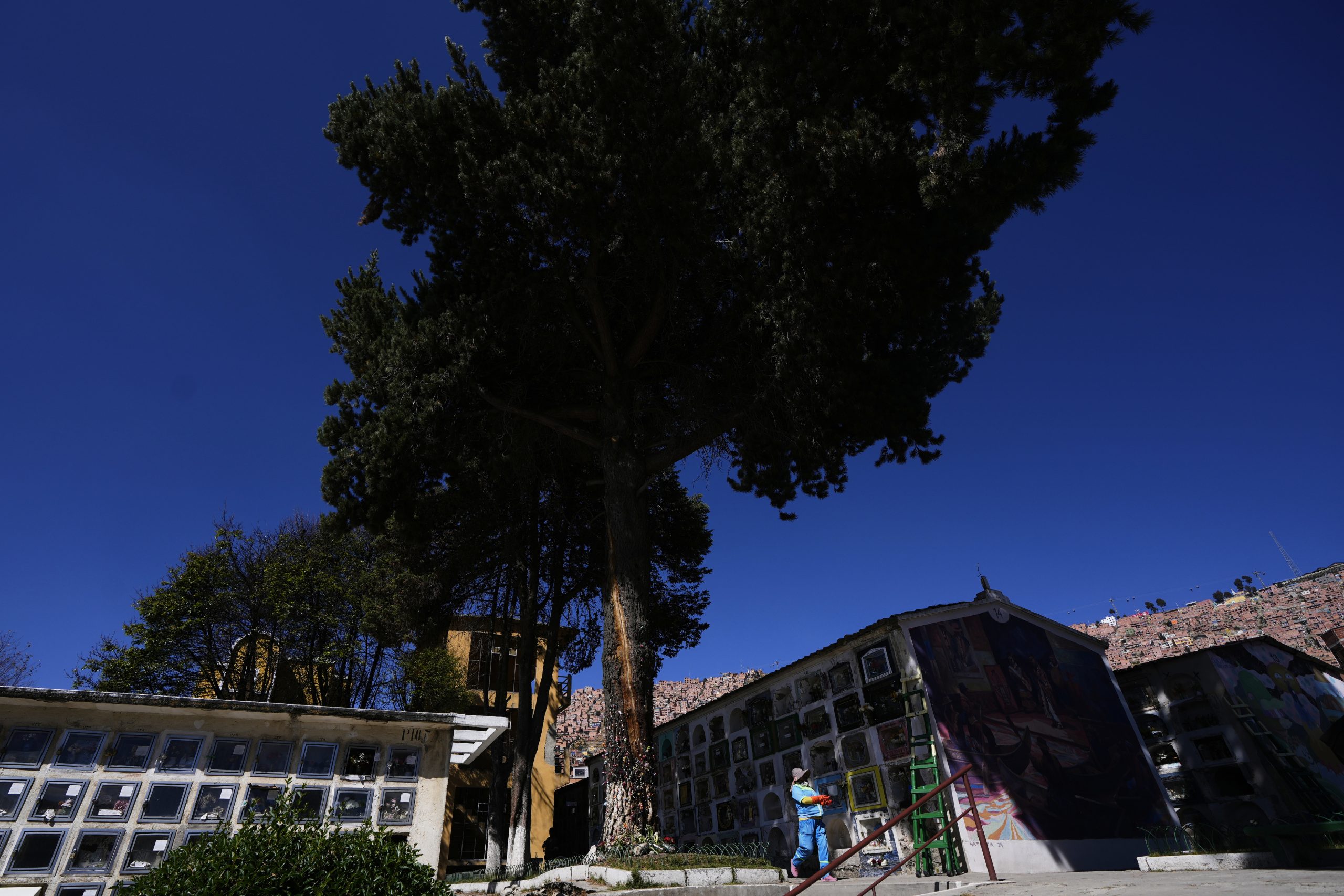 Devotees say Bolivia's lightning-struck 'miracle tree' conjures luck - SRN News