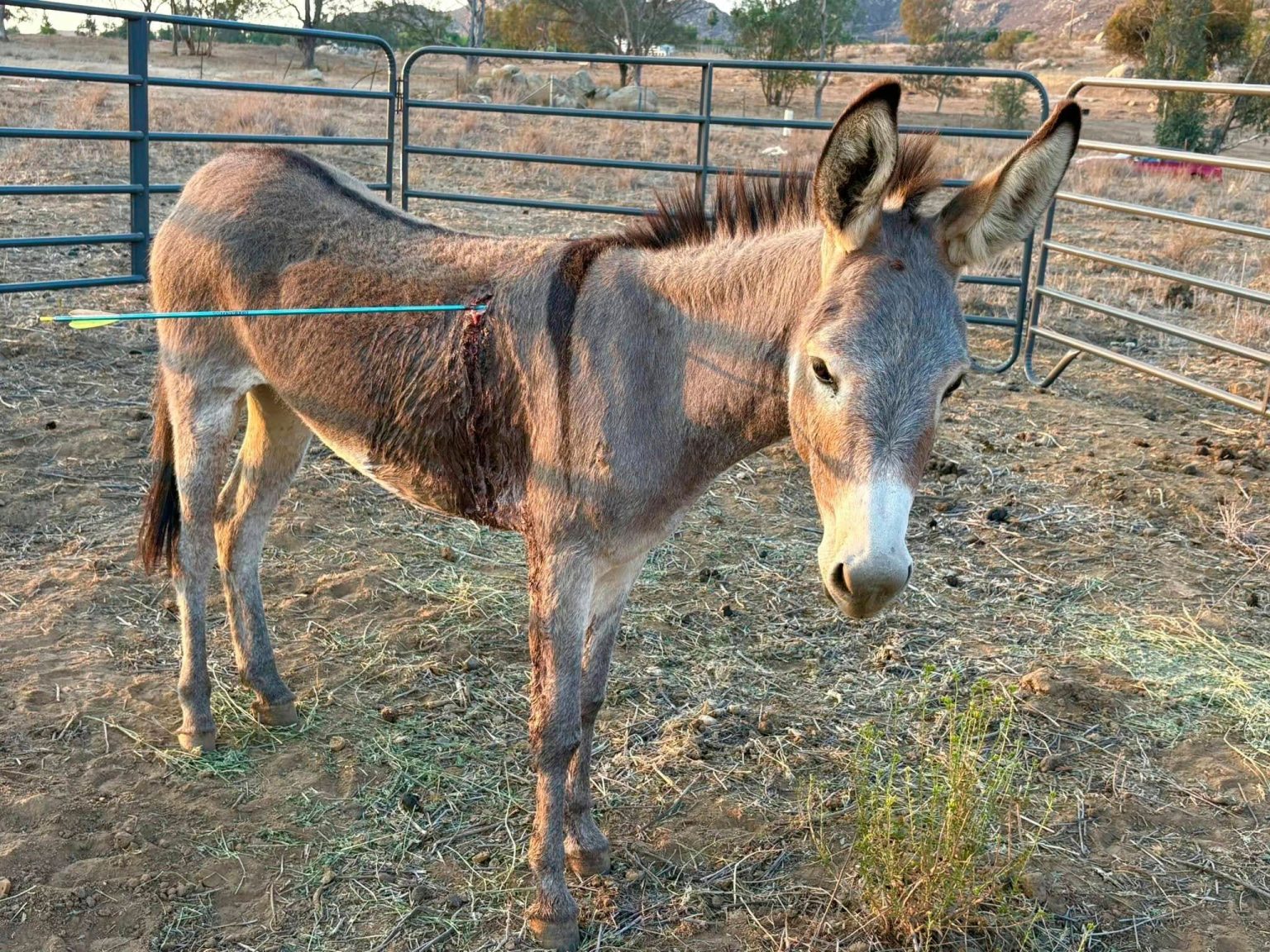Donkey recovering after being shot in latest arrow attack on wild ...