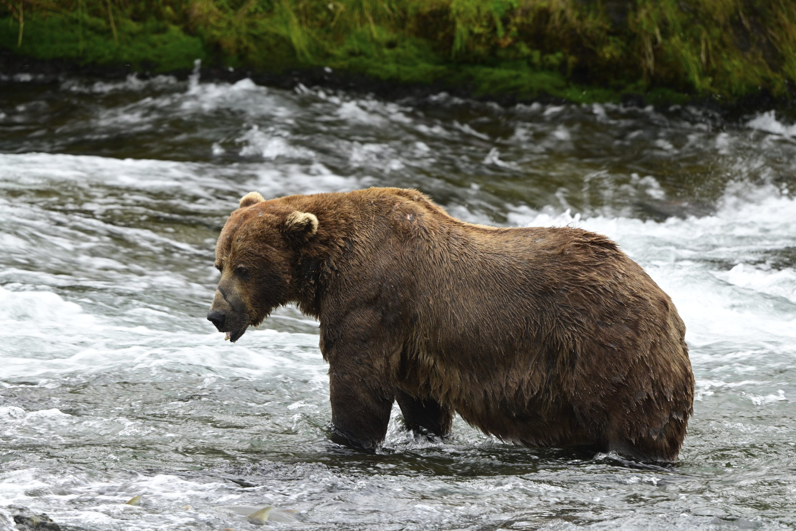 Chunk, a 1,200-pound bear with a broken jaw, wins Alaska's popular Fat ...