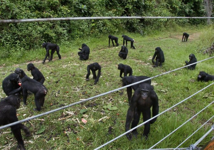 A rare sanctuary in Congo looks after baby bonobos away from poaching ...
