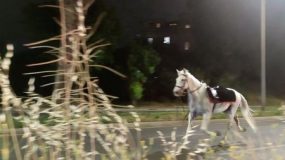 Horses bolt through Rome after policeman lights fireworks at parade ...